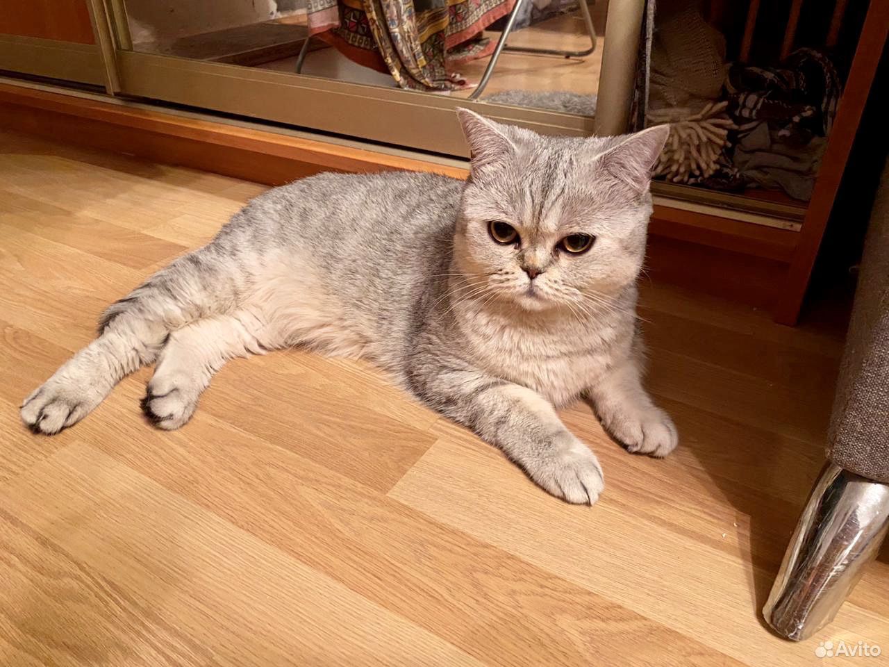 Британка Витаминка ищет дом