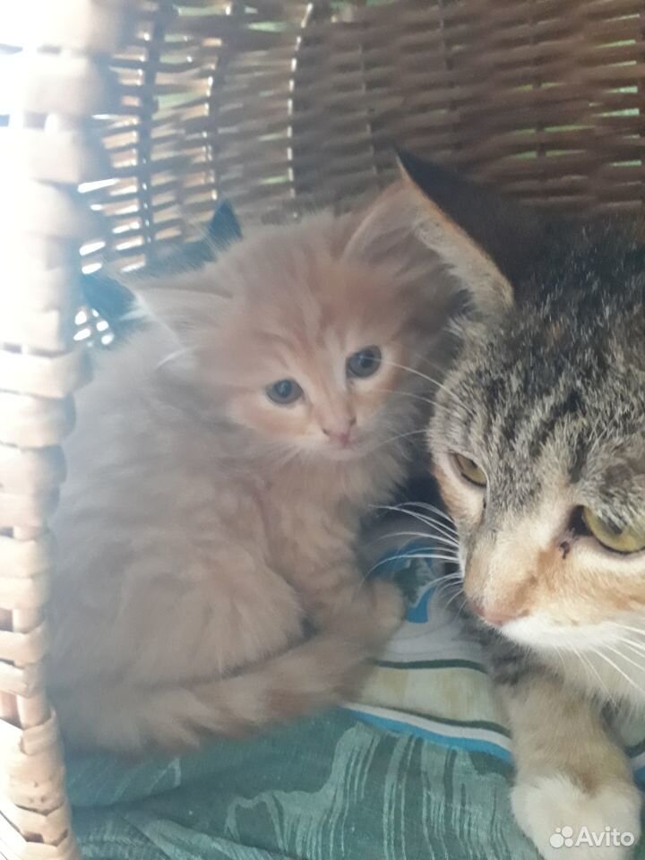 Отдам в добрые руки