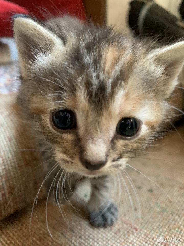 Котята 3 шт