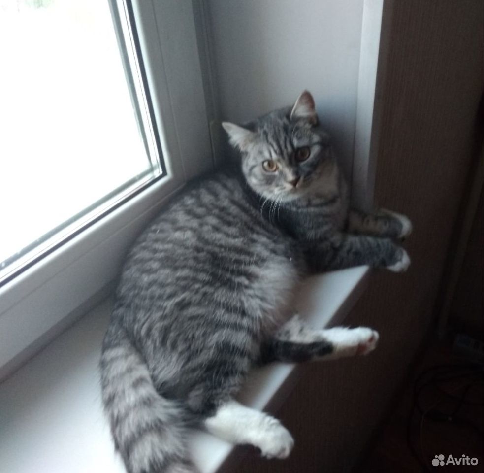 Отдам в добрые руки кошечку шотландка