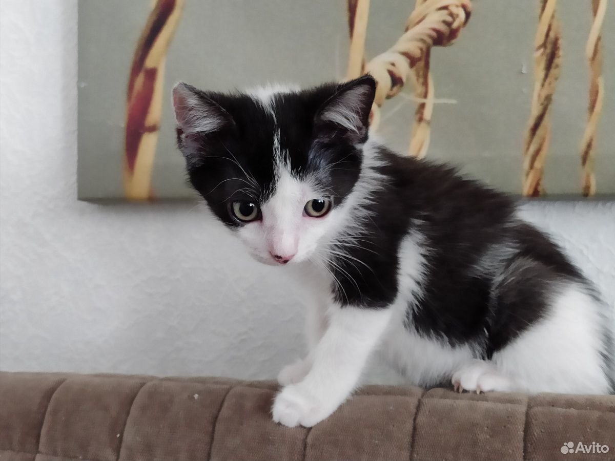 Чёрно-белый котенок Фанни