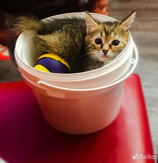 Кошки