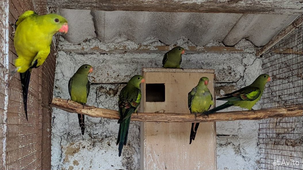 Горный Попугай