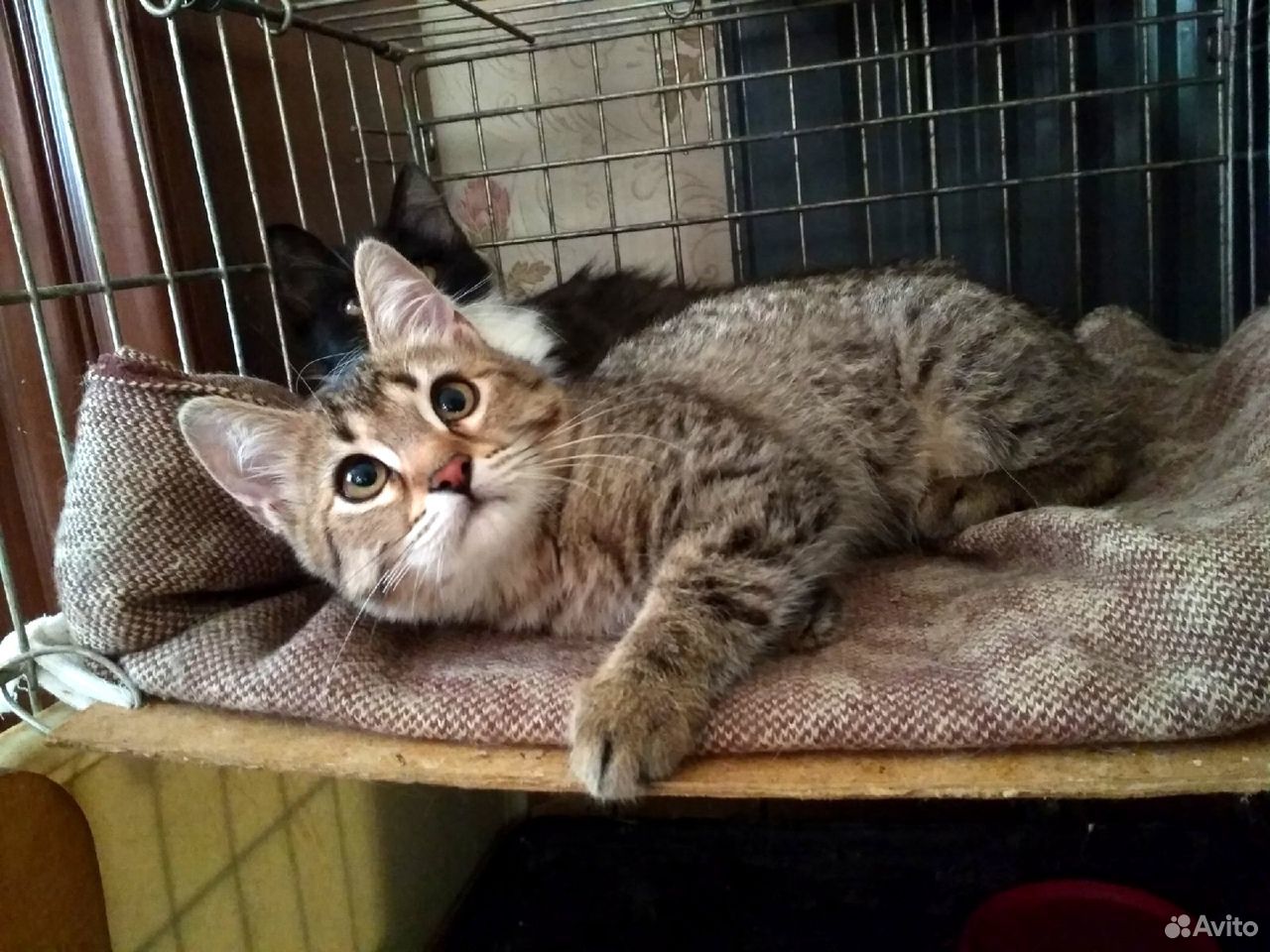 Лёвушка - мини львёнок в самые добрые руки