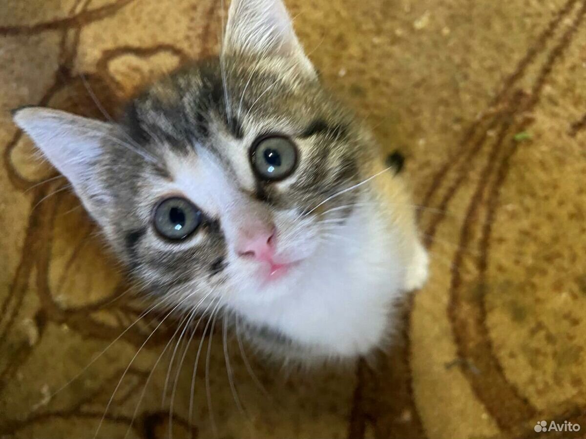 Котенок трехцветка
