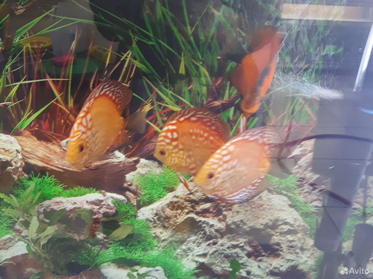 Дискус 13-14 см