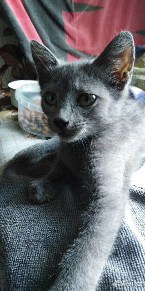 Русская голубая