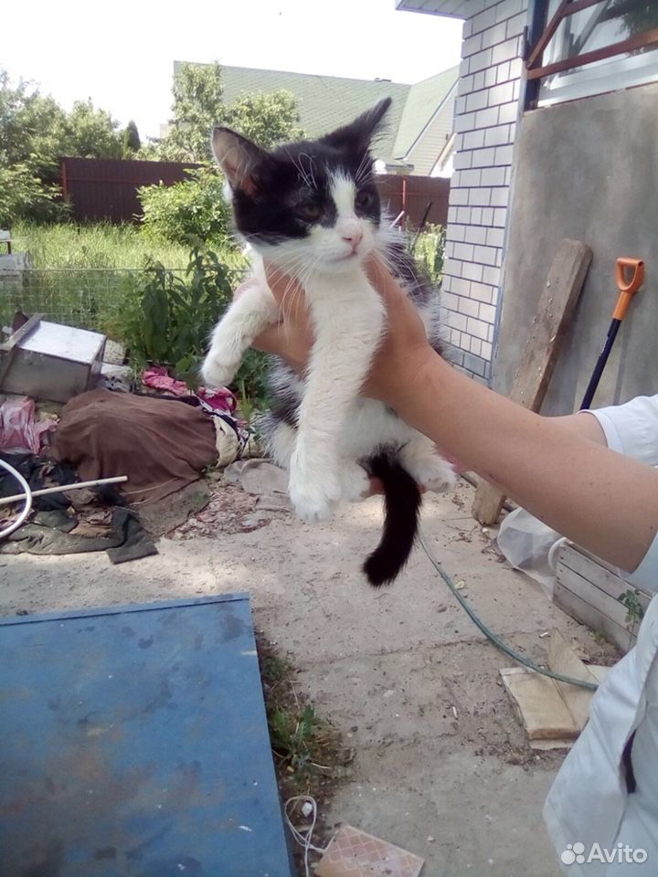 Милый малыш Домино ищет дом