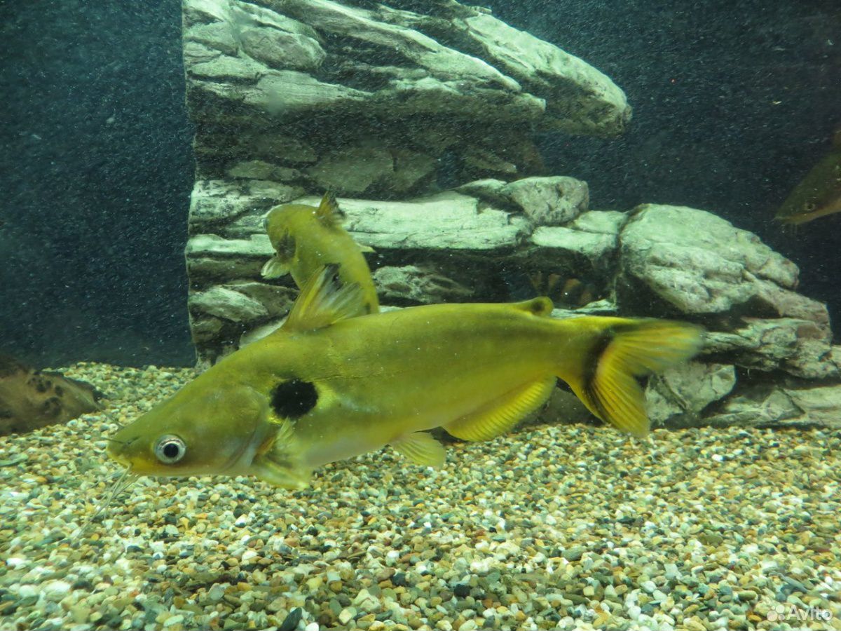 Сом павлиний глаз