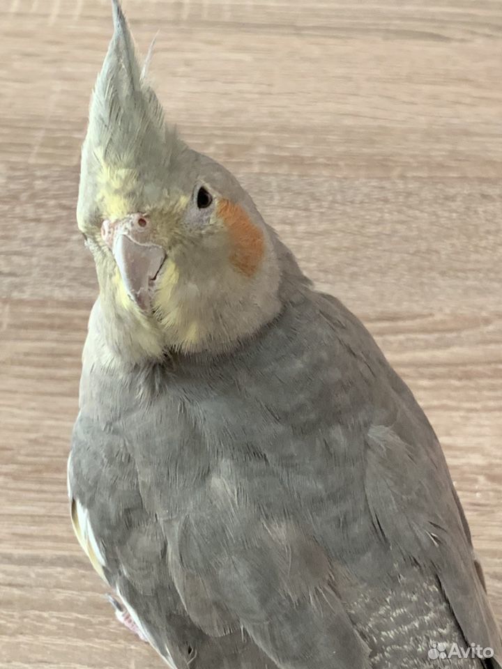 Попугай корелла