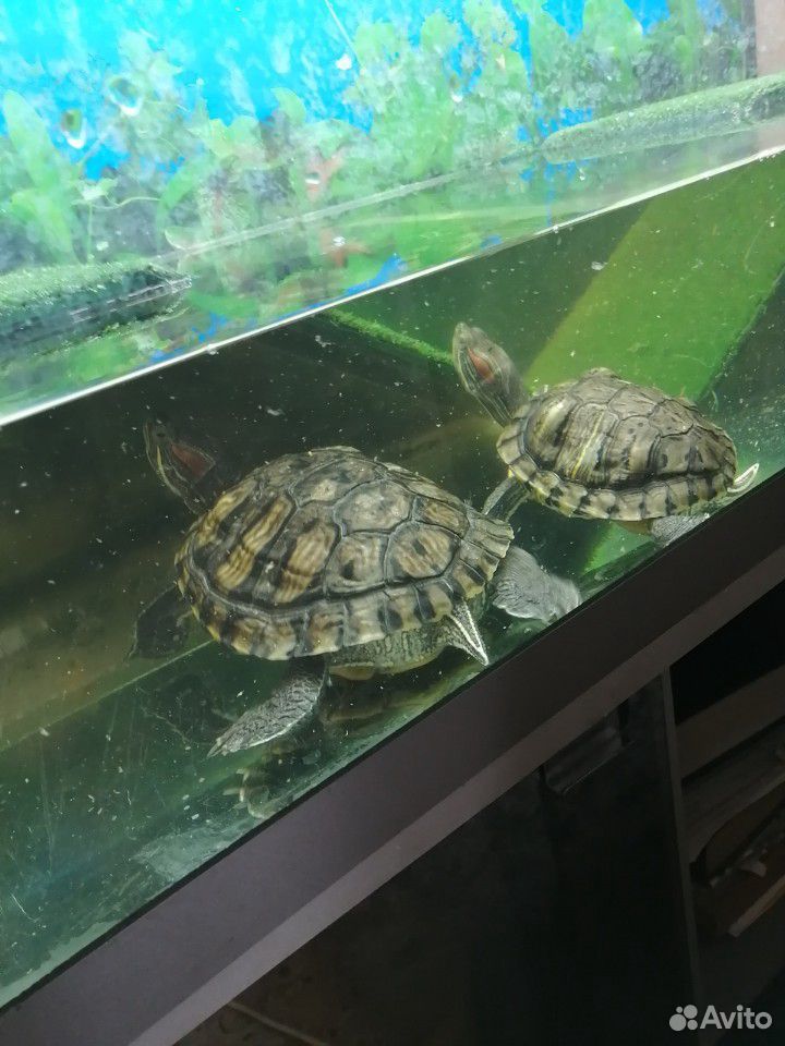 Черепаха
