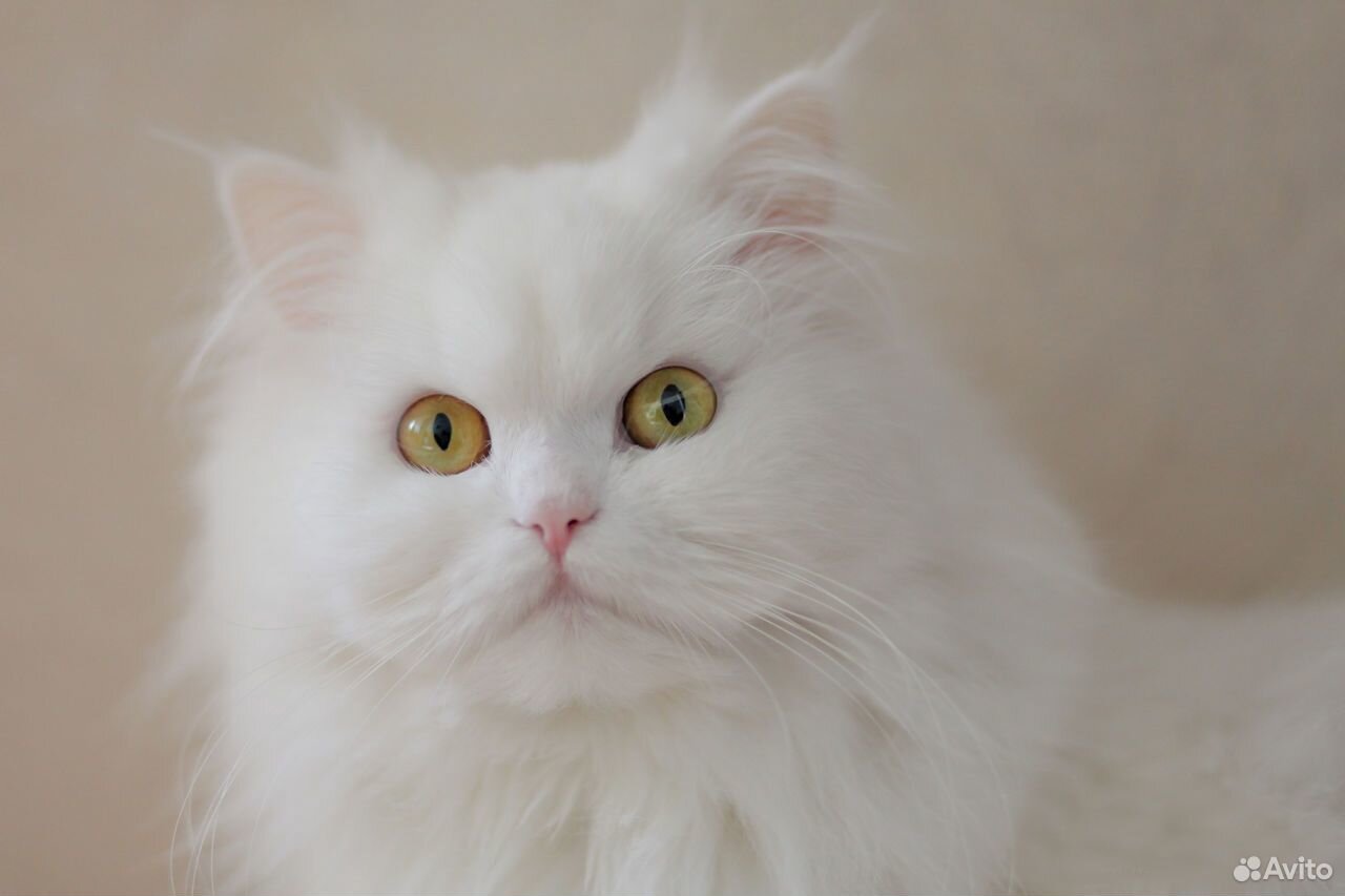 Потерялась белая кошка полуперс