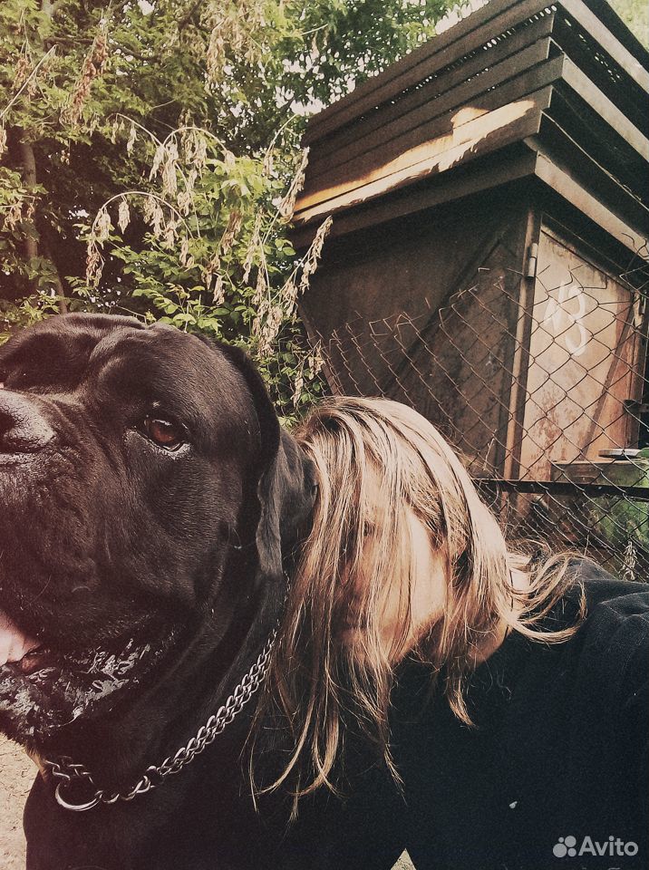 Кане-Корсо, приму в любящие и знающие руки