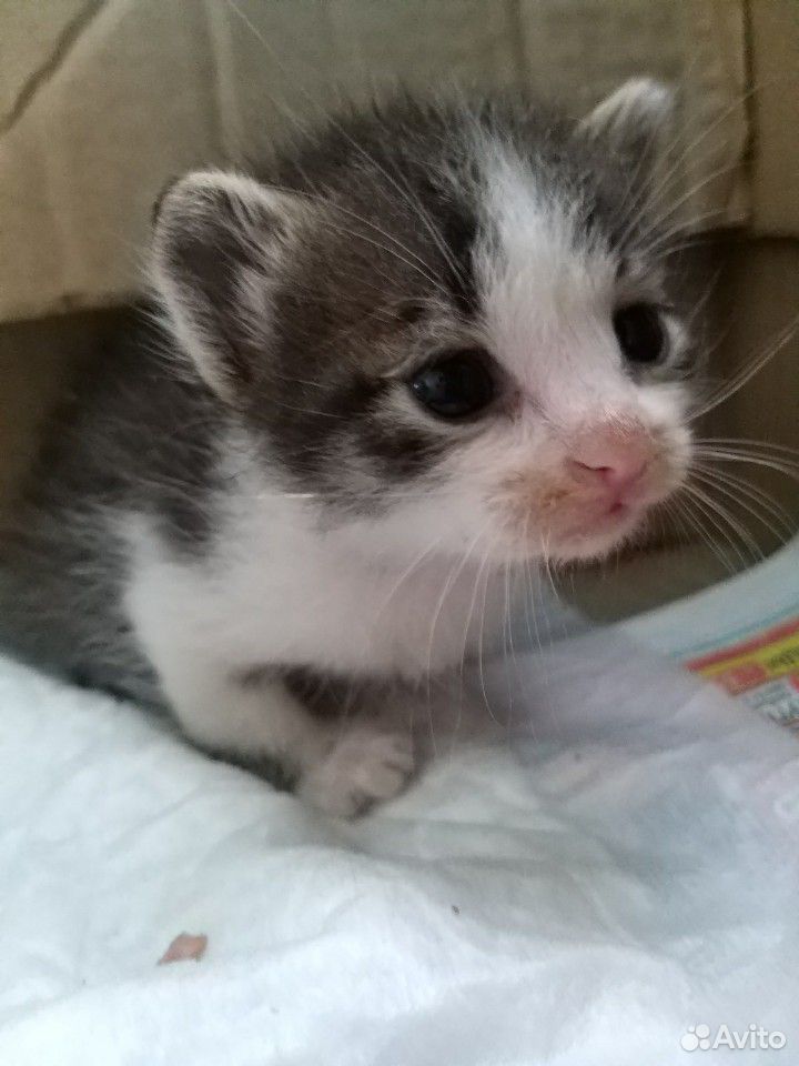 Котята