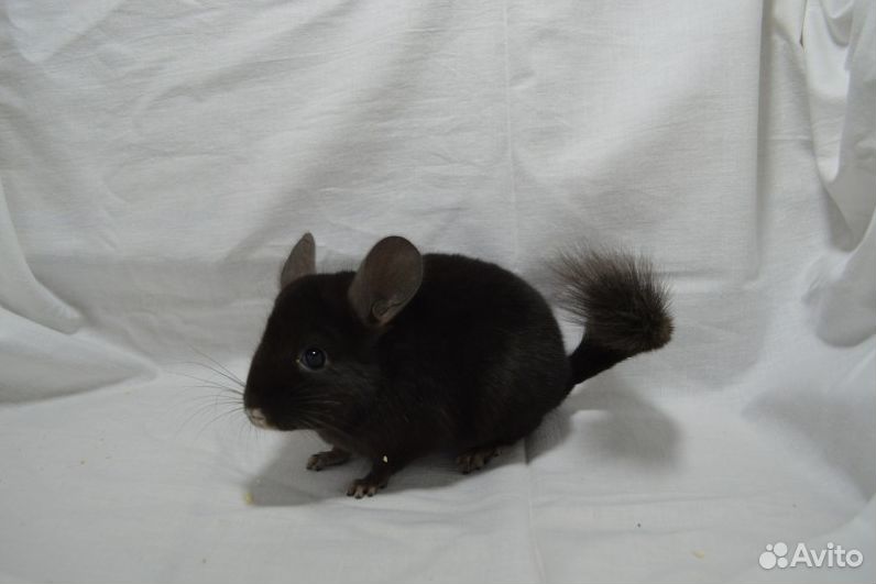 Шиншилла экстра дарк (девочка)