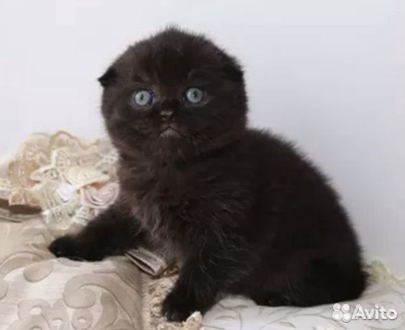 Шотладская вислоухая девочка 1.5 месяца