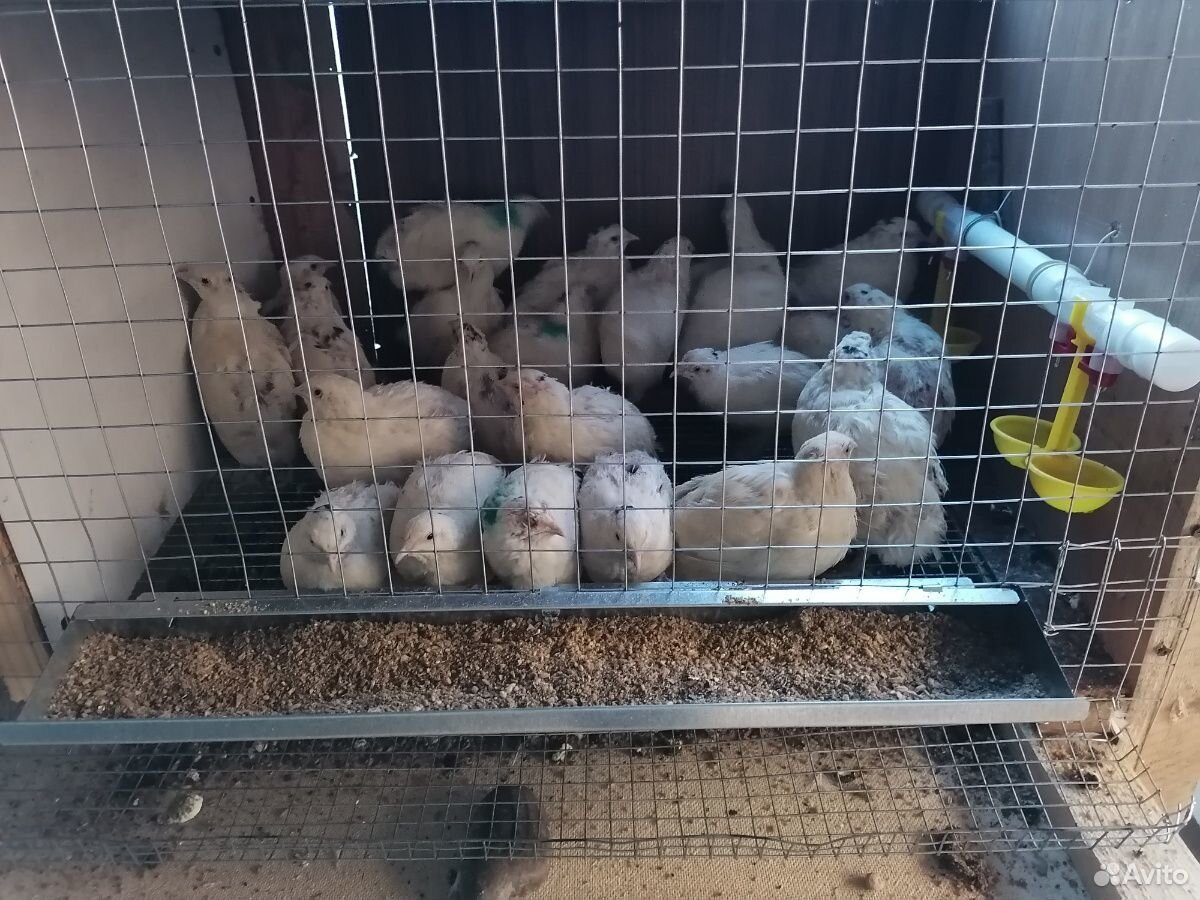 Перепелки техасцы