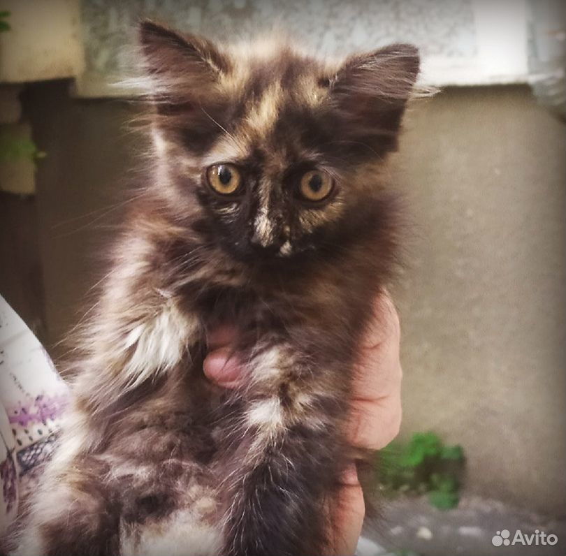 Кошечка Агата