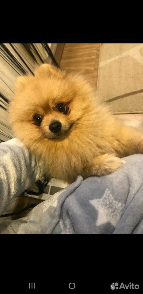 Кобель шпица, вязка