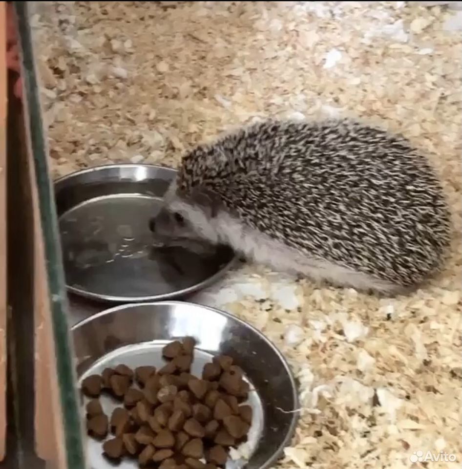 Отдам ежа в добрые руки