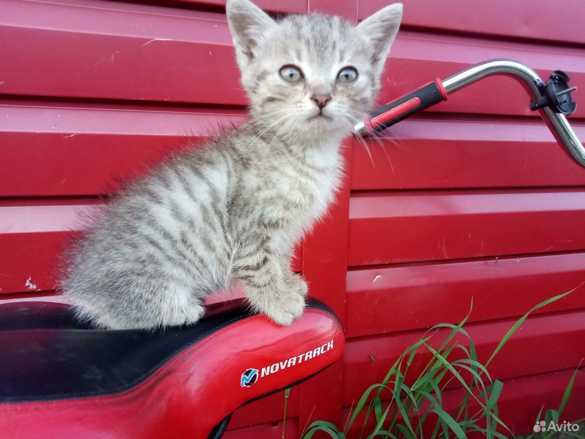 Бесплатно котята