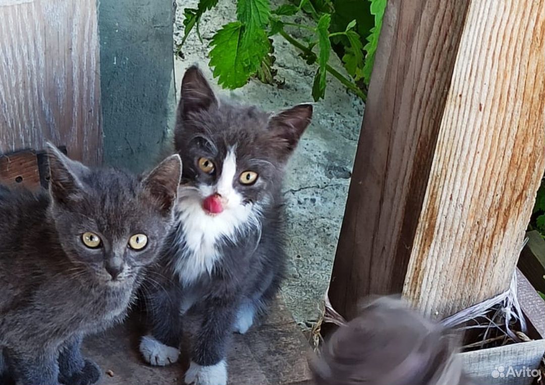 Котята от мамы-крысоловки