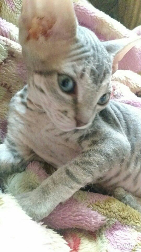 Донской велюровый сфинкс девочка 1,5 месяца