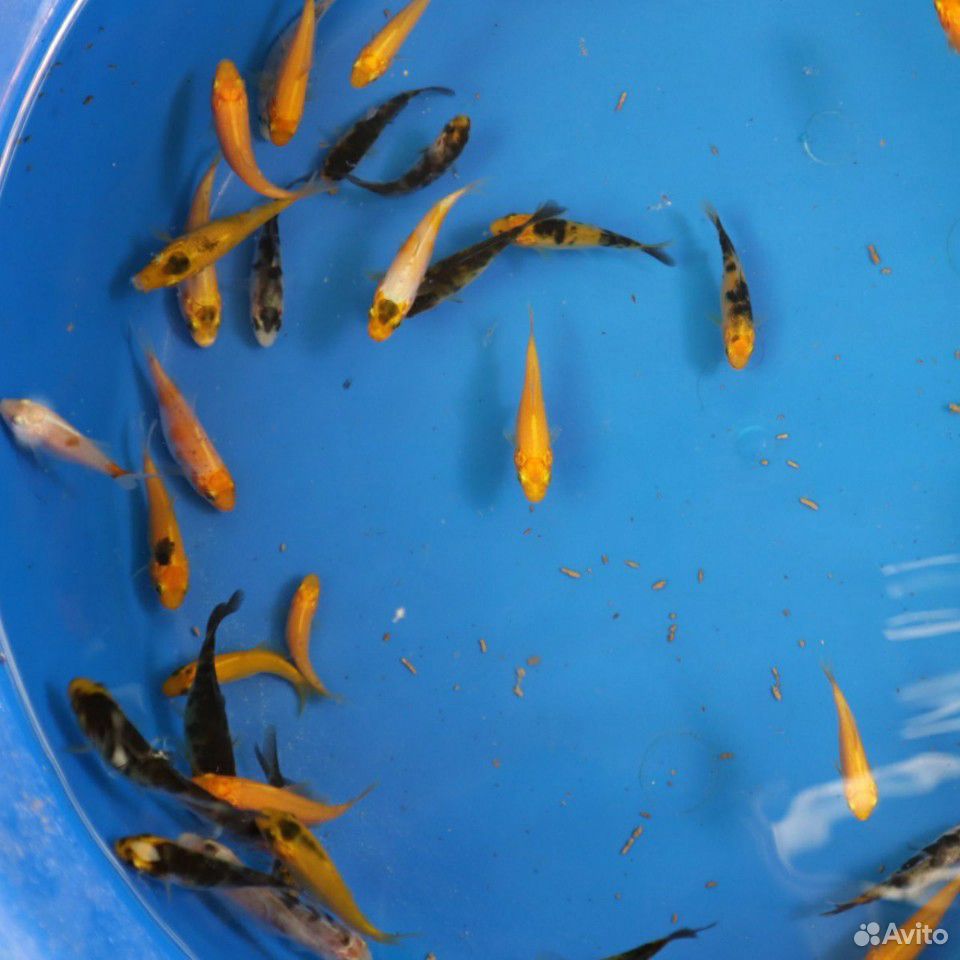 Мальки кои 3-4см