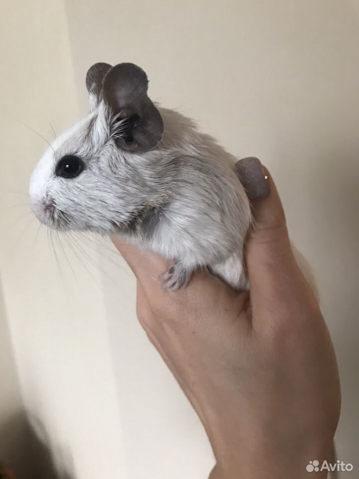 Чилийская белка Дегу