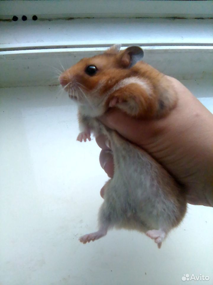 Сирийский хомяк