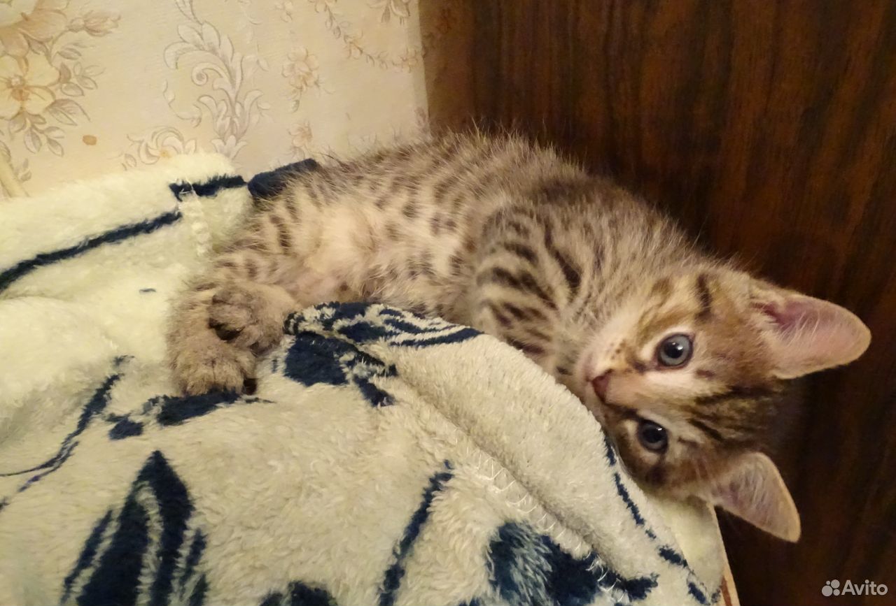 Серенький котенок ищет Вас