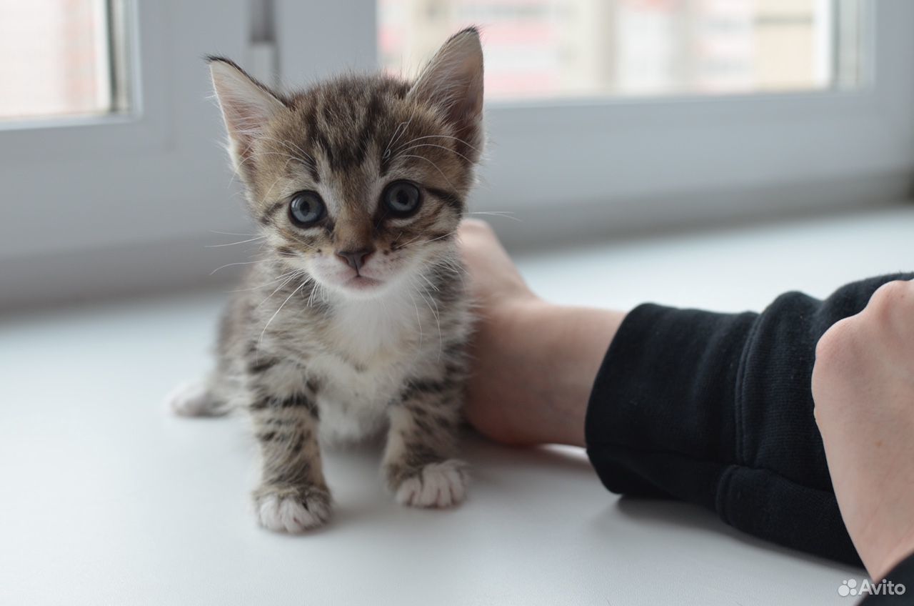 Котёнок сфинкса (смесь от курильского бобтейла)