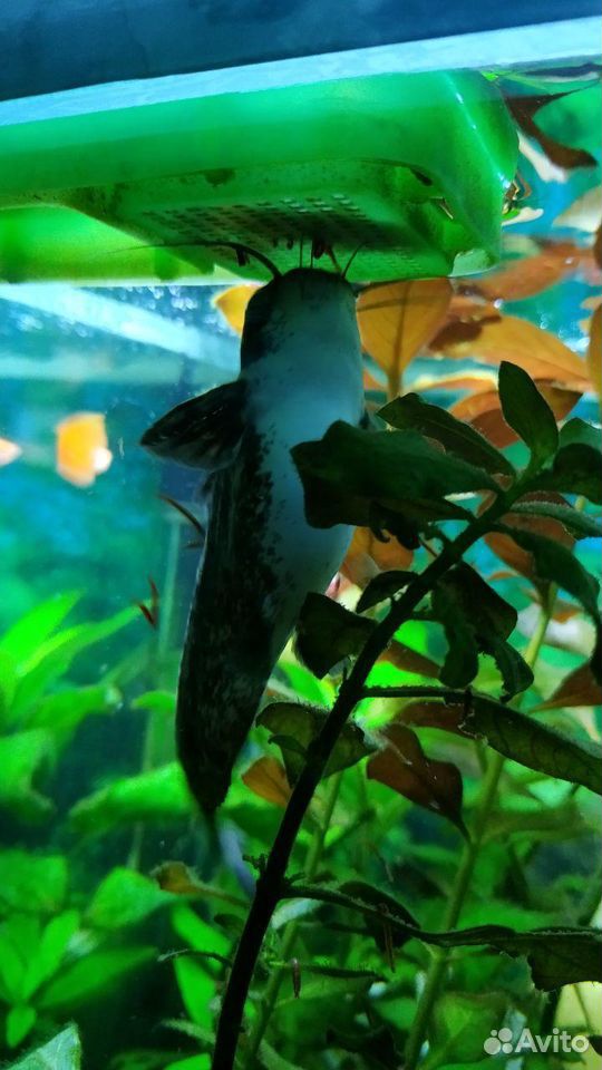 Отдам аквариумную рыбку - Сом Фишер