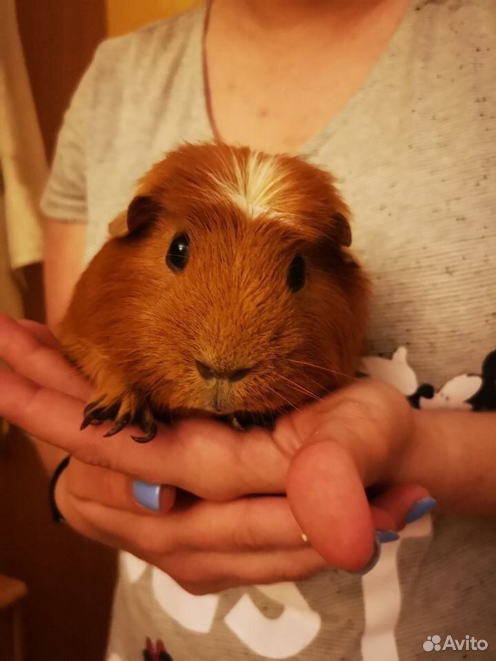 Морские свинки