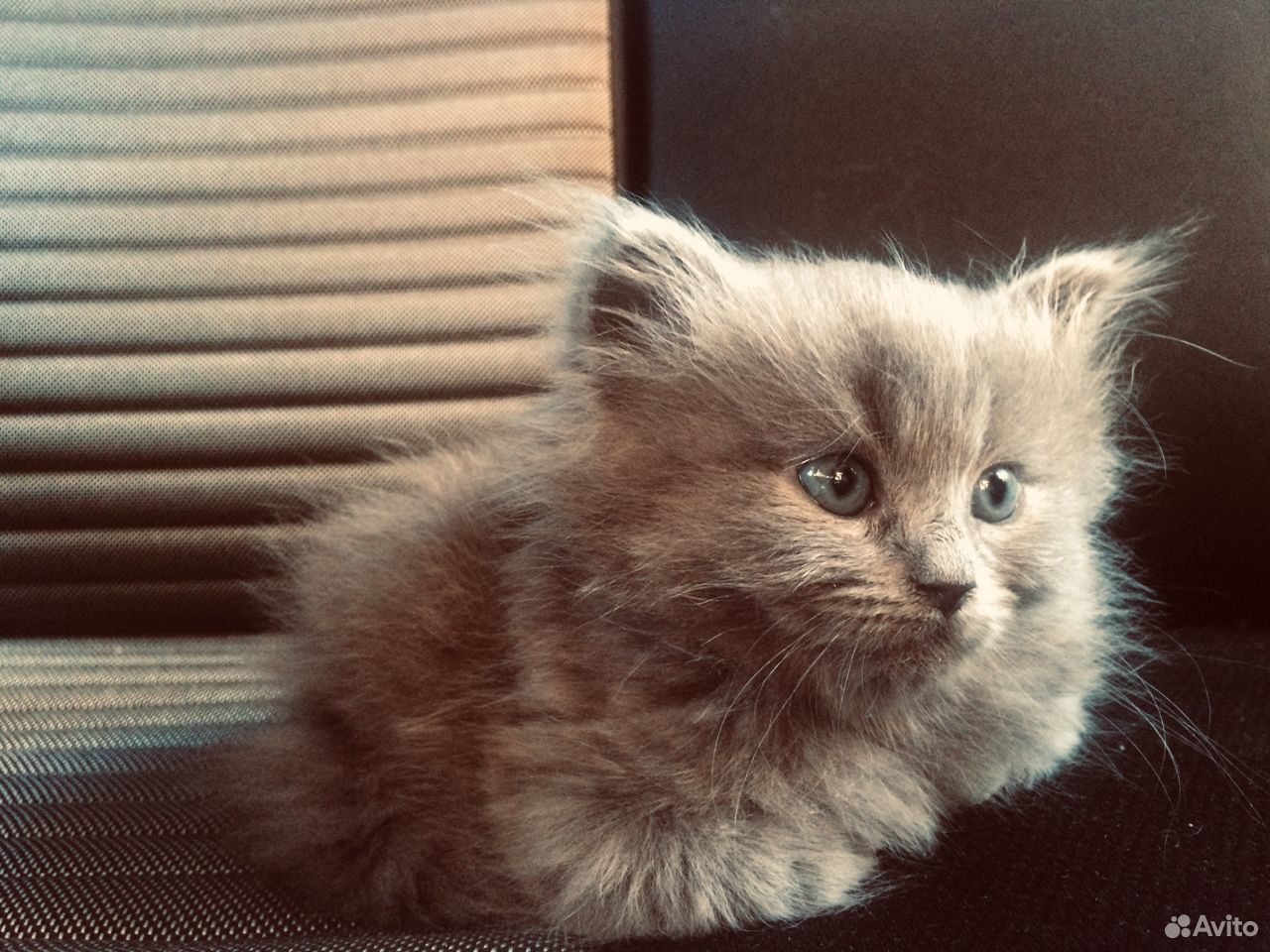 Котята сибирские