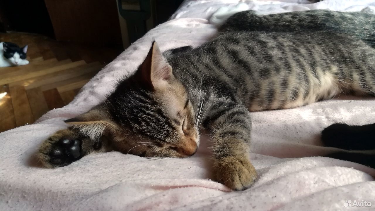Отдам серенького котенка