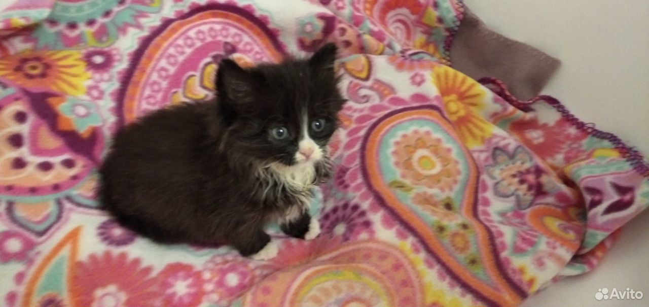 Котёнок в добрые руки