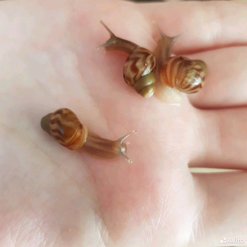 Улитка ахатин