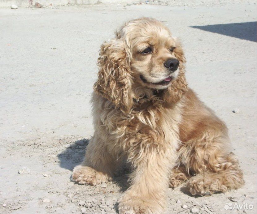 Возьму щенка американского-коккер-спаниеля