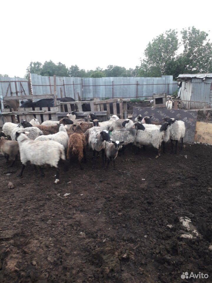 Овцы Бараны