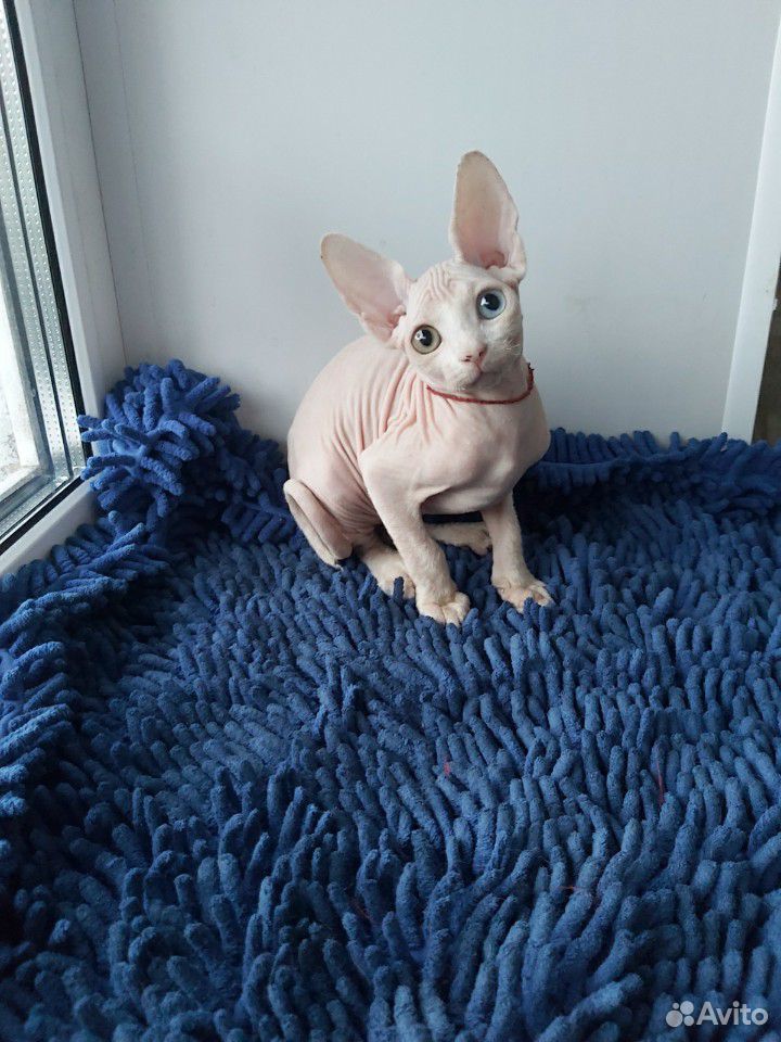 Разноглазый мальчик сфинкс