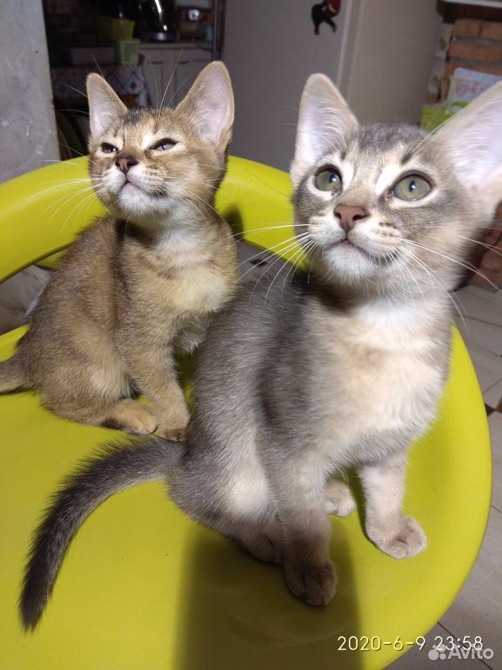 Котята от абиссинской кошки
