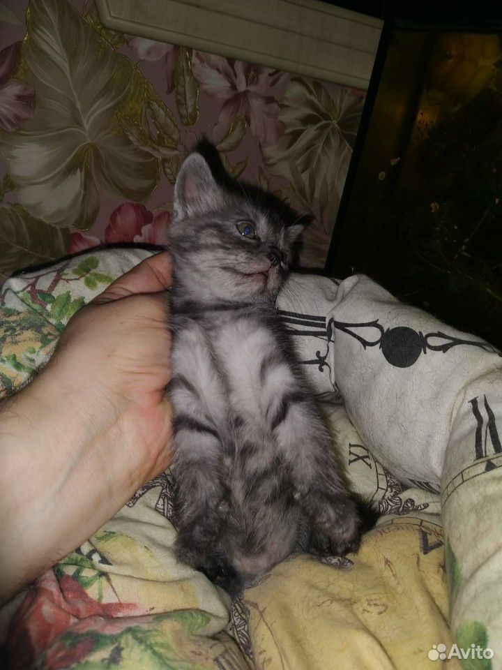 Шотландцы котята дымчатые (мальчики)