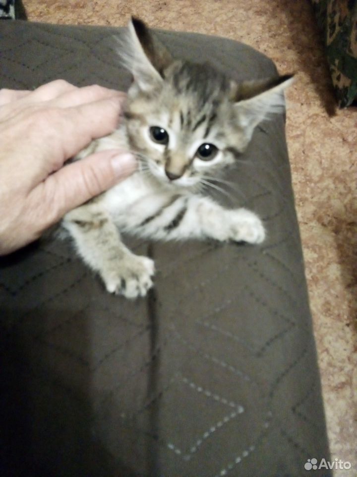 Кошечка двухмесячная