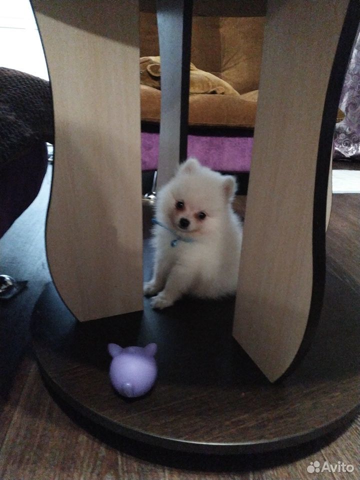 Продаётся памеранский шпиц, мальчик несквик 2.5 ме