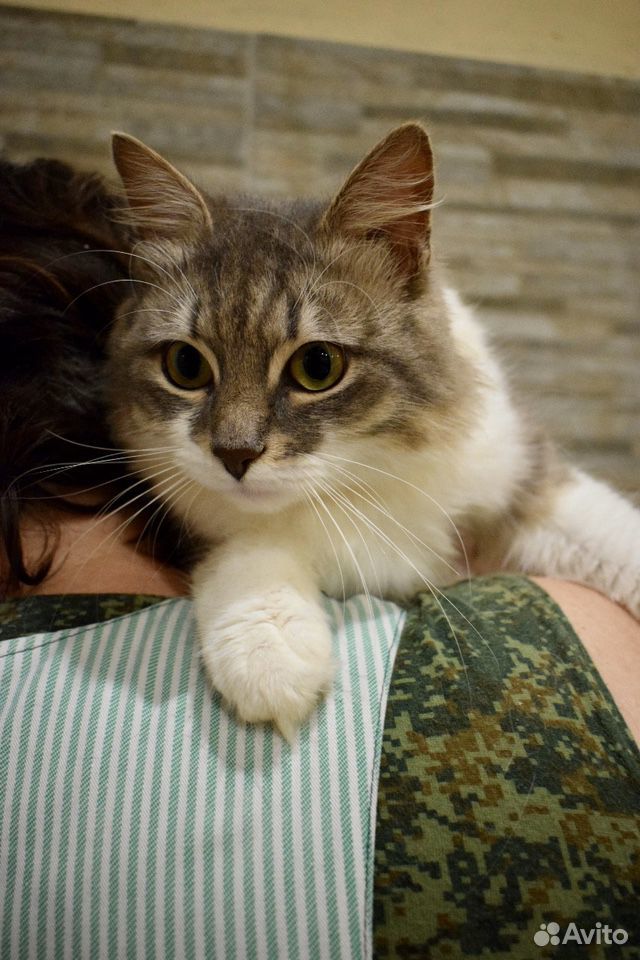 Кот Партос 1 год ищет дом