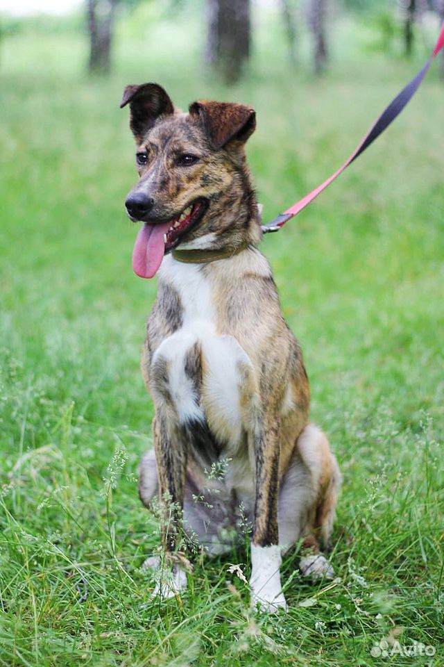 Собака редкого окраса в любящую семью