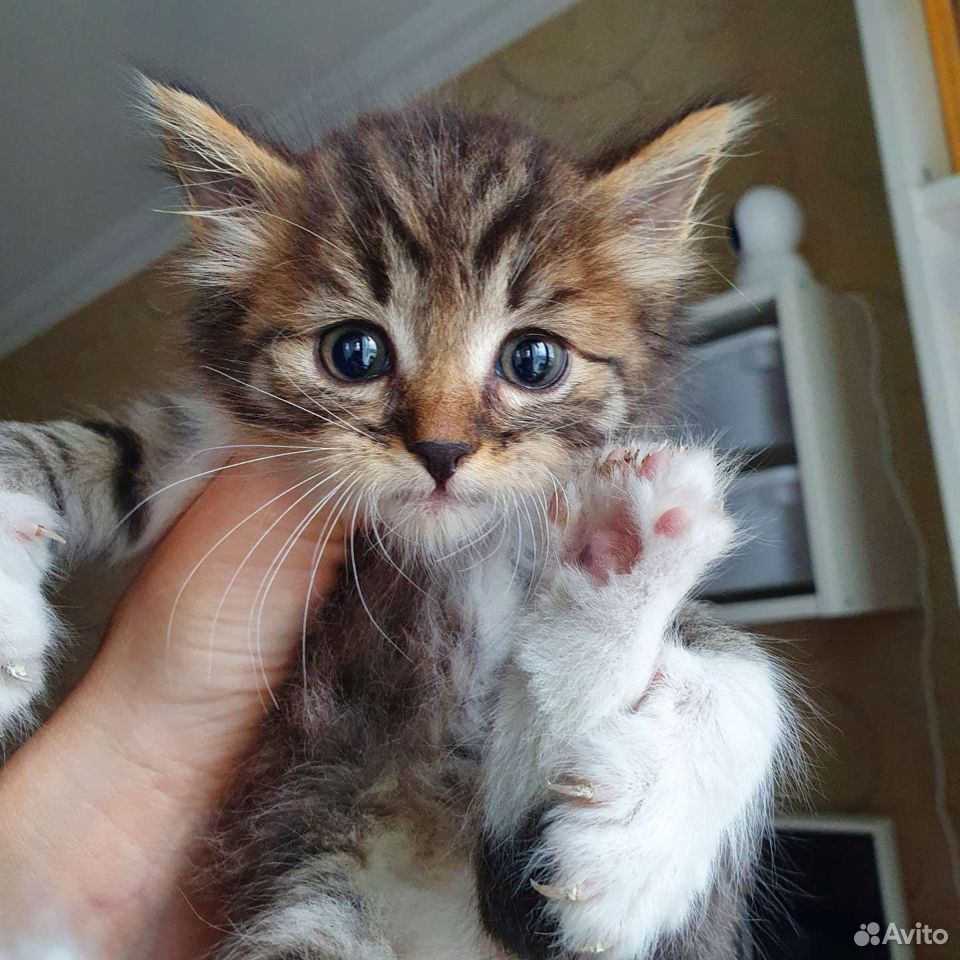 Полосатый котенок. Мальчик. 1,5 месяца