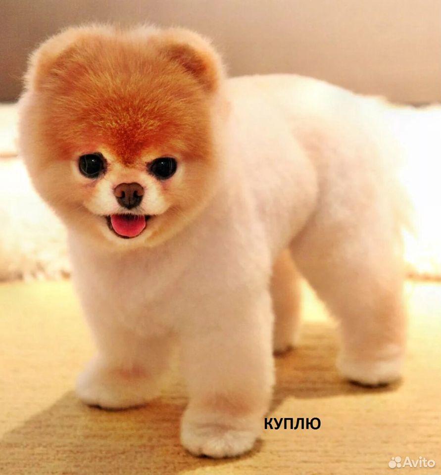 Шпиц К У П Л Ю