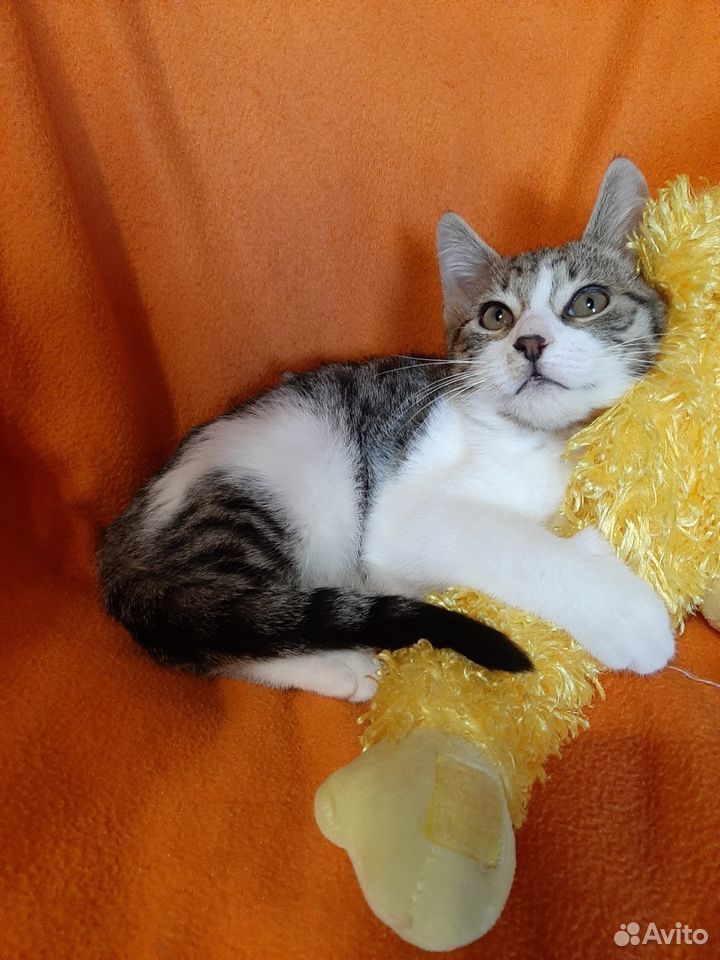 Котенок обнимашка и плюшка Реласк
